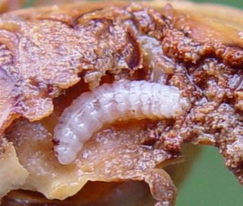 Mango seed weevil | Infonet Biovision Home.