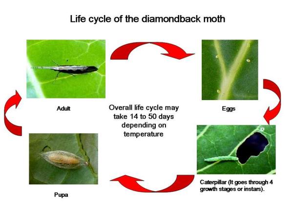 Diamondback moth (DBM) | Infonet Biovision Home.