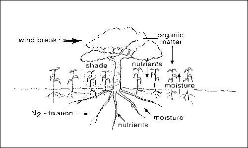 Agroforestry | Infonet Biovision Home.