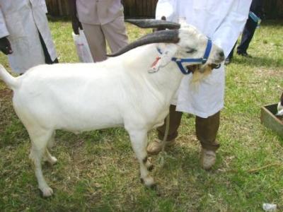 Quick Search Goat Breeds and Crosses – iCowApp