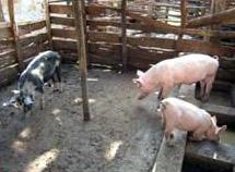 Pig Housing – iCowApp