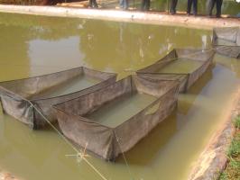 Hatchery and Fingerling Production – iCowApp