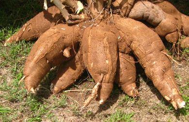 Cassava Production – iCowApp
