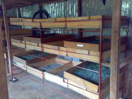 Silkworm Rearing House