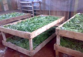 Silkworm Rearing House