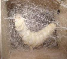 Silkworm Spinning Cocoon