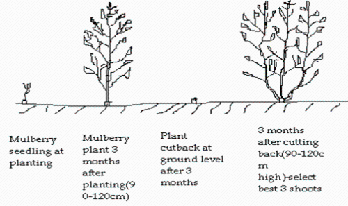 Diagram Mulberry Tree Root System Tree Drawing System Forest