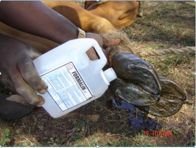 Drugs for livestock treatment | Infonet Biovision Home.