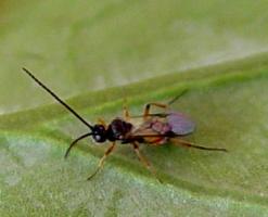 Diamondback Moth – iCowApp