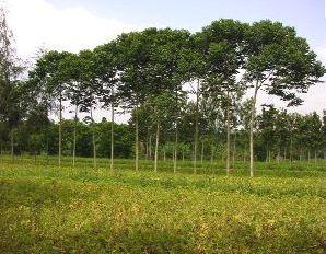 Umbrella-tree | Infonet Biovision Home.