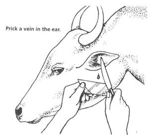 Diagnosis of Animal Diseases (new) | Infonet Biovision Home.