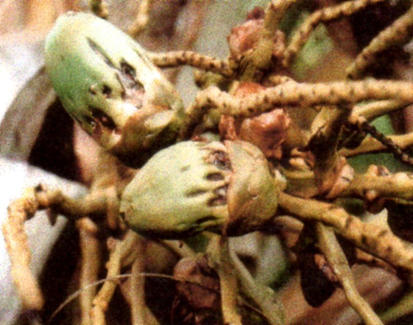 Coconut | Infonet Biovision Home.