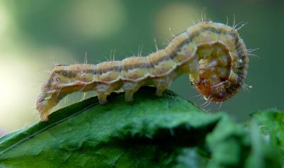 African bollworm | Infonet Biovision Home.