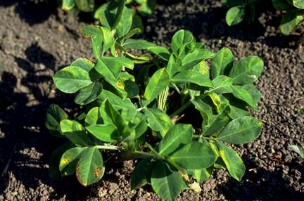 Groundnuts Production – iCowApp
