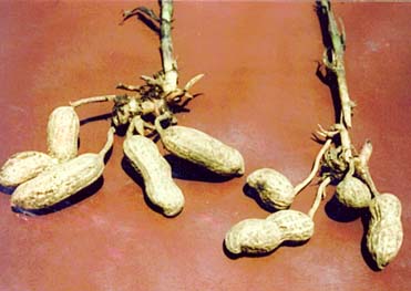 Groundnuts Production – iCowApp