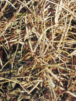 Cowpea Production – iCowApp