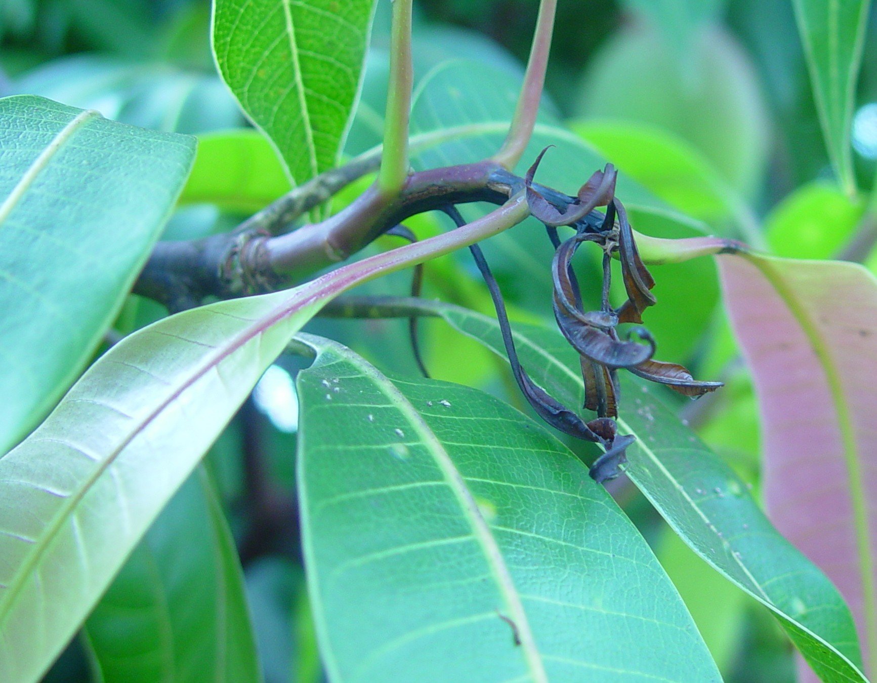 Mango | Infonet Biovision Home.