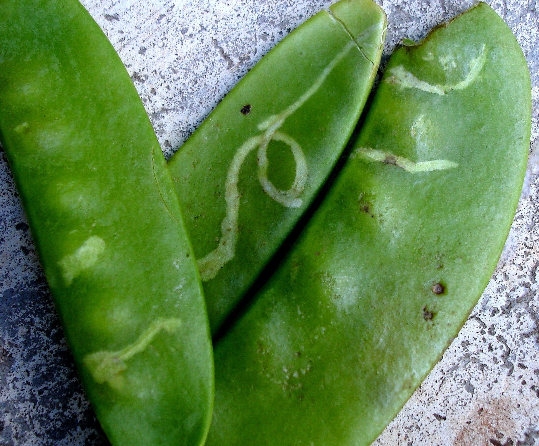 Peas | Infonet Biovision Home.