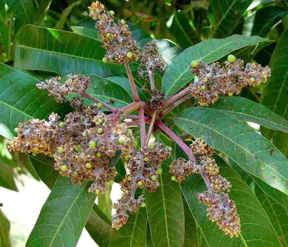 Mango | Infonet Biovision Home.