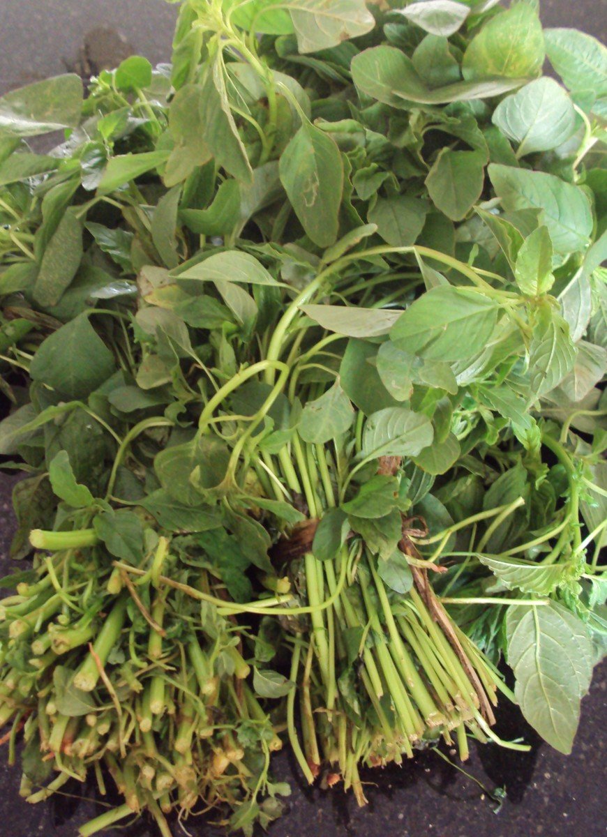 Amaranth | Infonet Biovision Home.