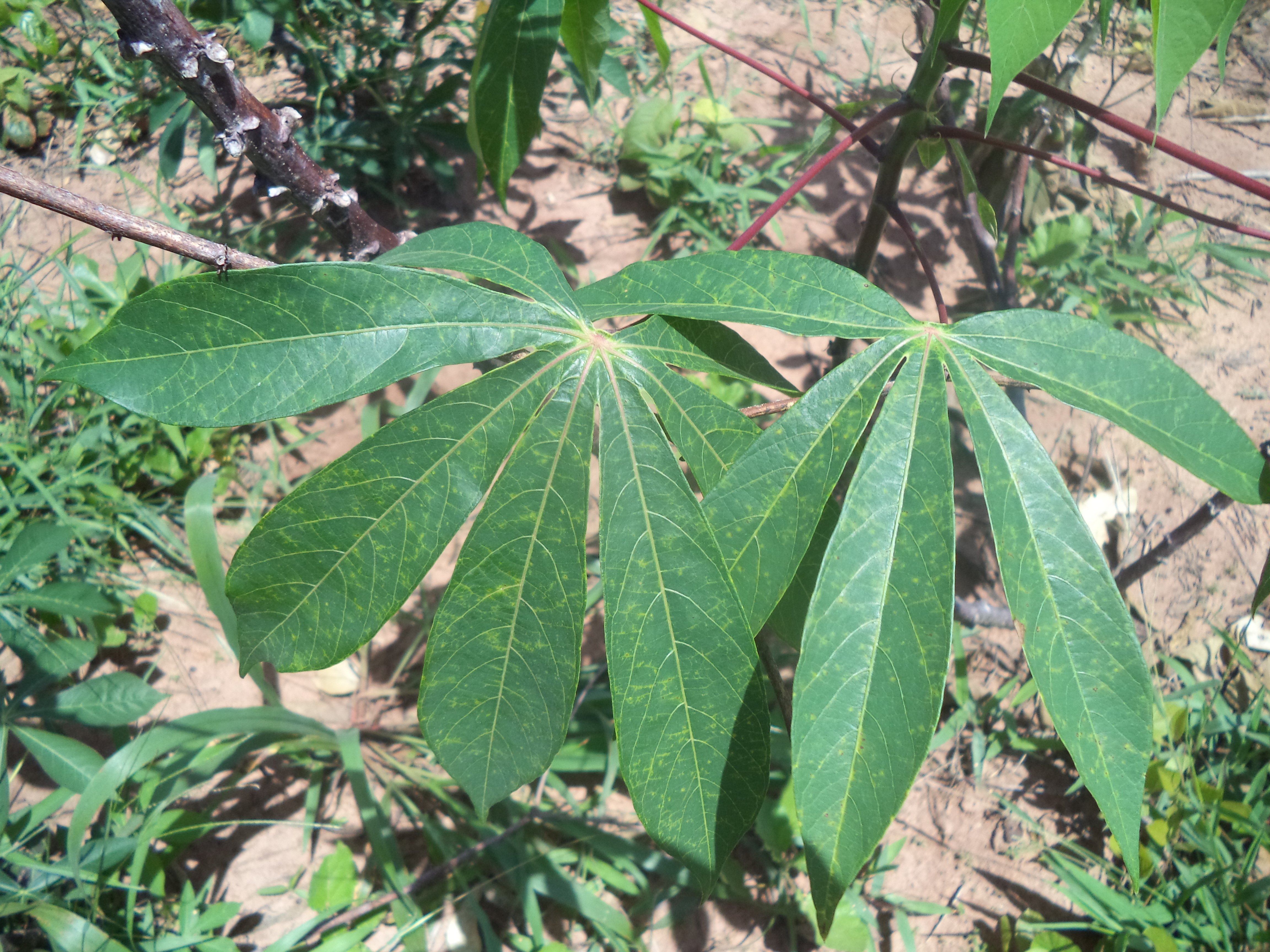 Cassava brown streak virus disease | Infonet Biovision Home.