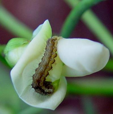 African bollworm | Infonet Biovision Home.