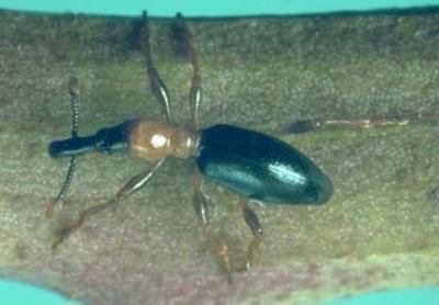 Sweet potato weevil | Infonet Biovision Home.