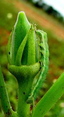 African bollworm | Infonet Biovision Home.