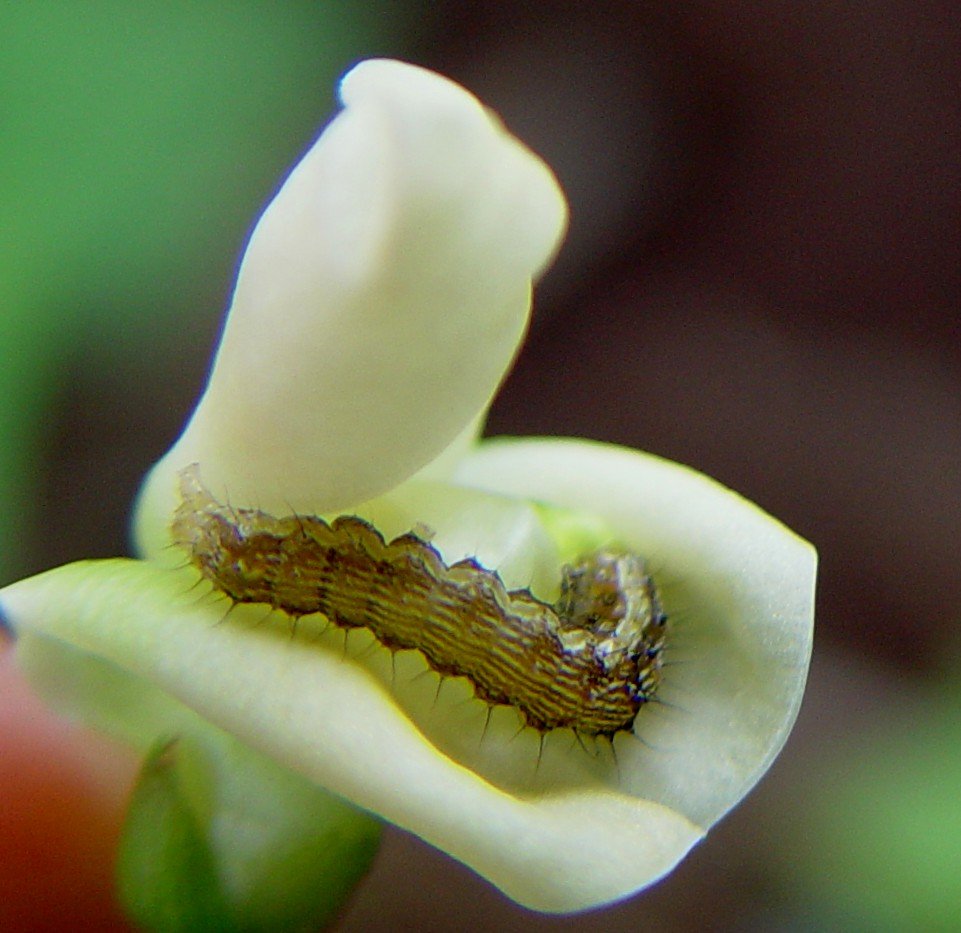 African bollworm | Infonet Biovision Home.