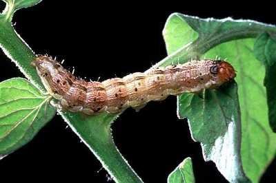 African bollworm | Infonet Biovision Home.