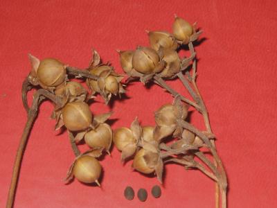 Dodder | Infonet Biovision Home.