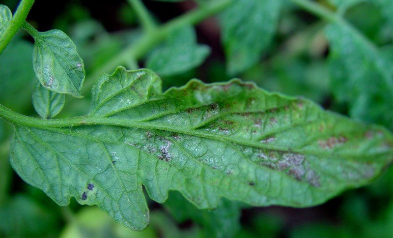 Thrips | Infonet Biovision Home.